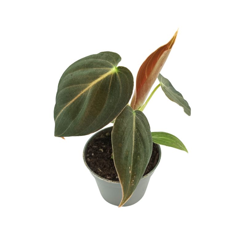 Φυλλόδεντρο - Philodendron Melanochrysum baby - airplants.gr Φυλλόδεντρο - Philodendron Melanochrysum baby - airplants.gr